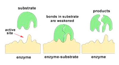 Beberapa Sifat - Sifat Enzim Dan Faktor Yang Mempengaruhi Kerja Enzim ...