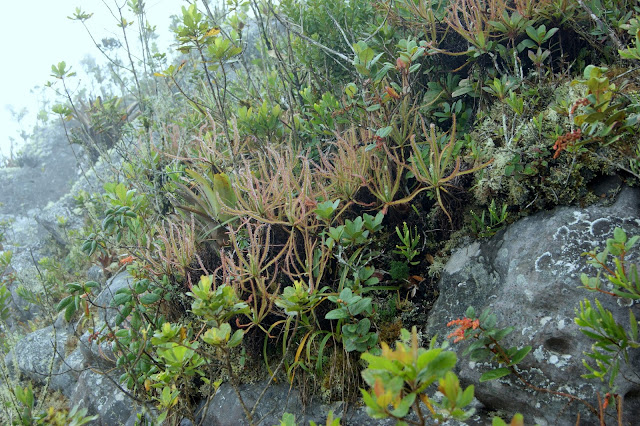 Droseras Brasileiras - Drosera magnifica