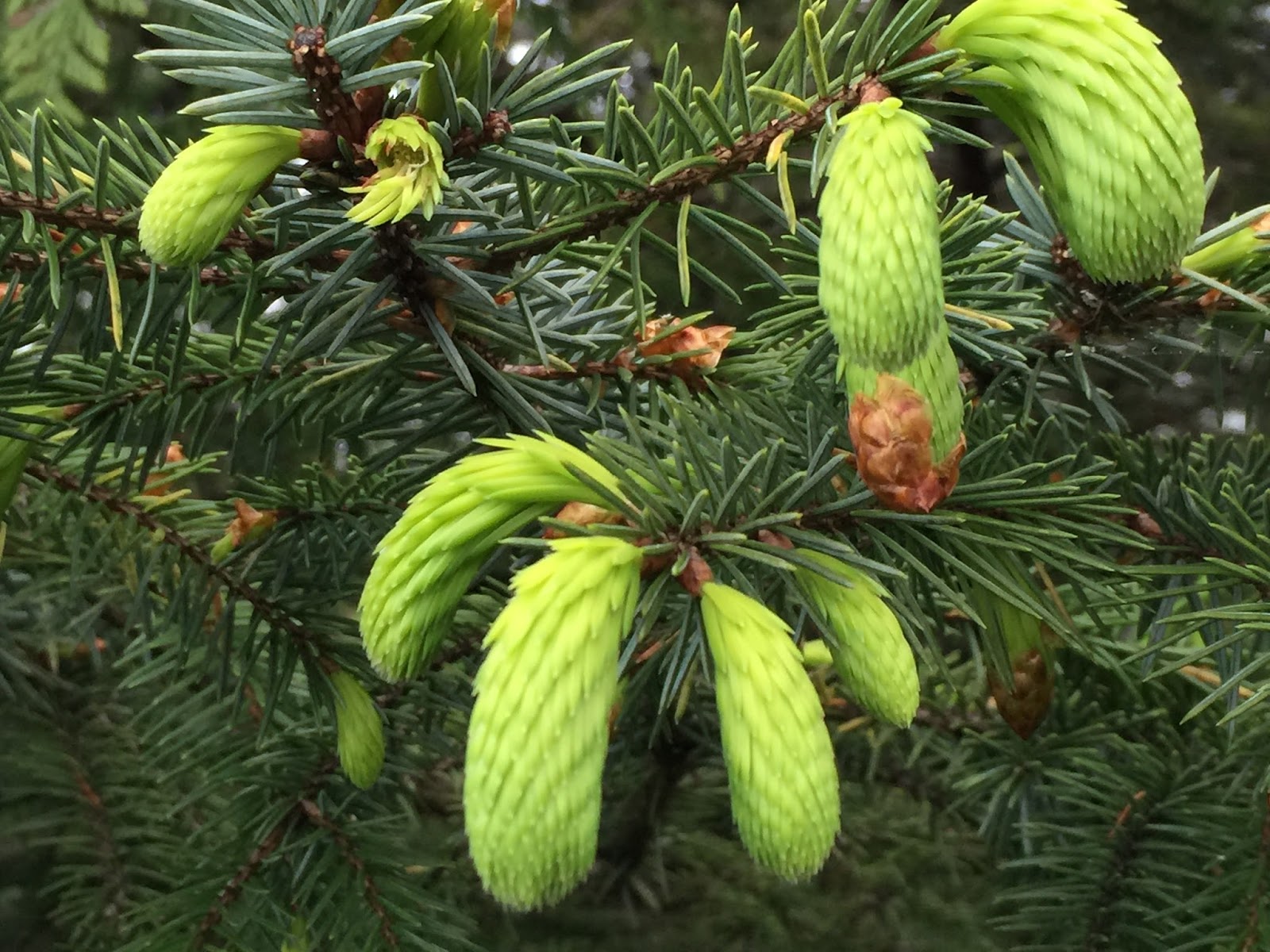 Spruce Tips: A Touch of Spring in Winter