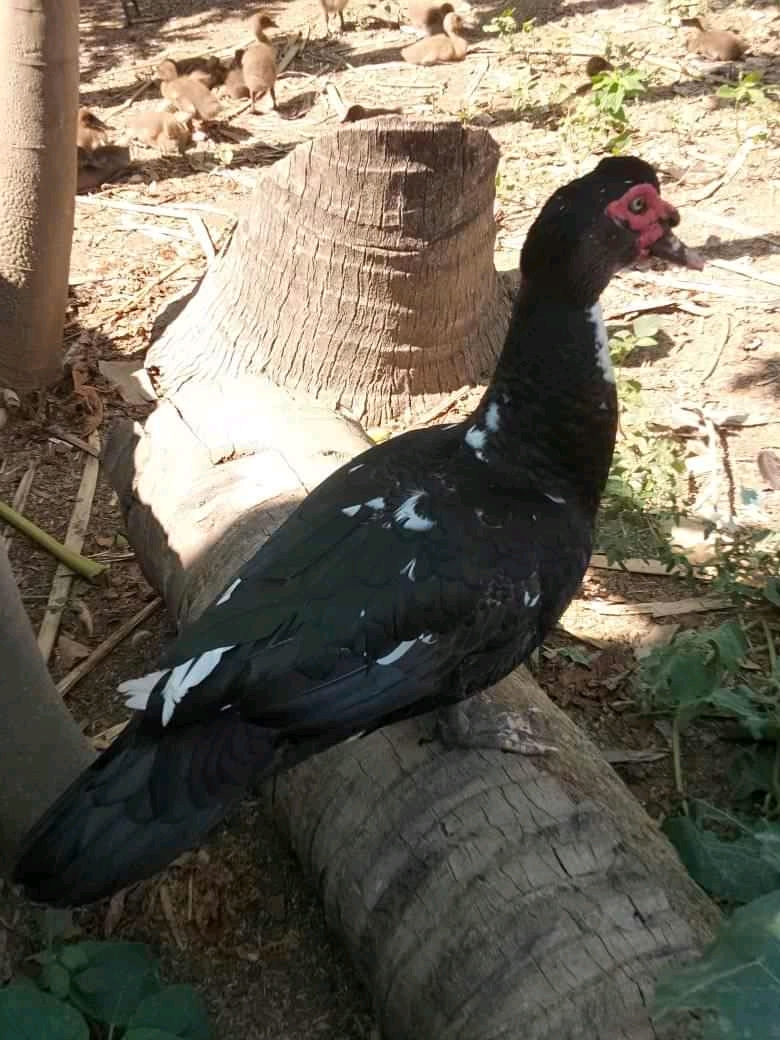 Jenis-jenis Entok Yang Ada Di Indonesia