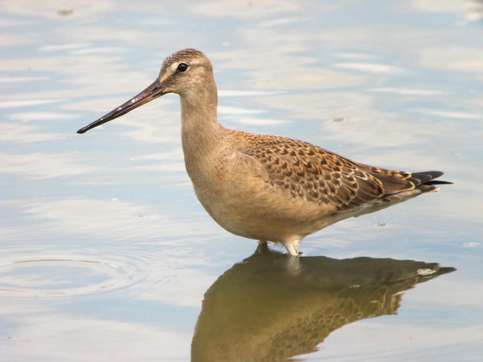 QUICK GODWIT IDENTIFICATION TIPS
