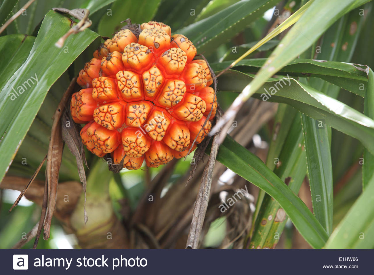 Flora de Puerto Rico Ilustrada Papo Vives: MONOCOTILEDÓNEAS PANDANALES ...
