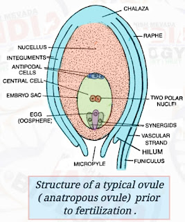 STRUCTURE & TYPES OF OVULES