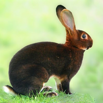 Perawatan Kelinci rex | DK Rabbit Farm : sejarah kelinci rex