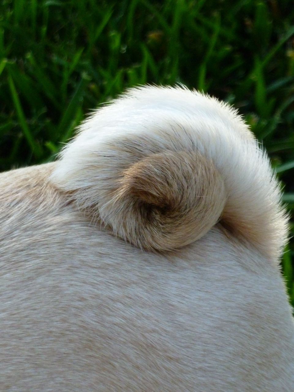 A Bowl of Noodles©: A TAIL of a TALE or is it a TALE of a TAIL?