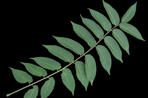 Hoja imparipinnada - Botánica integra