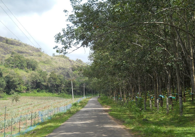 Tamilnadu Tourism: Kalikesam Forest & Waterfalls, Kanyakumari