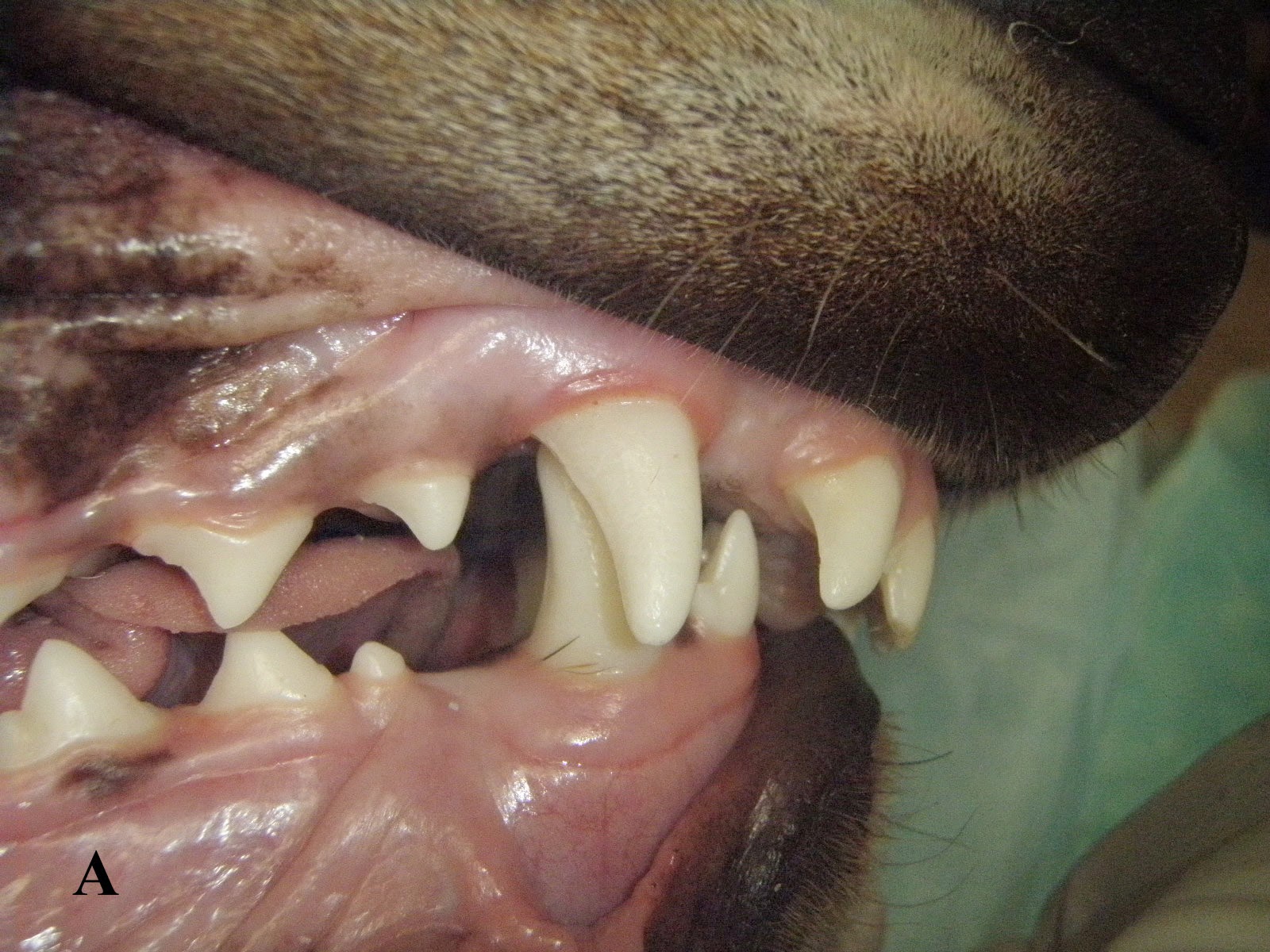Dr. Baratt's Blog: Veterinary Orthodontics