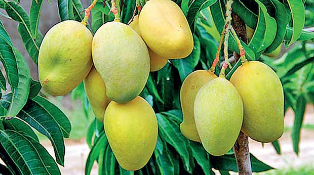 Natures Best Farms- Sri Lanka: How to Grow Mangoes from Natures Best Farm.