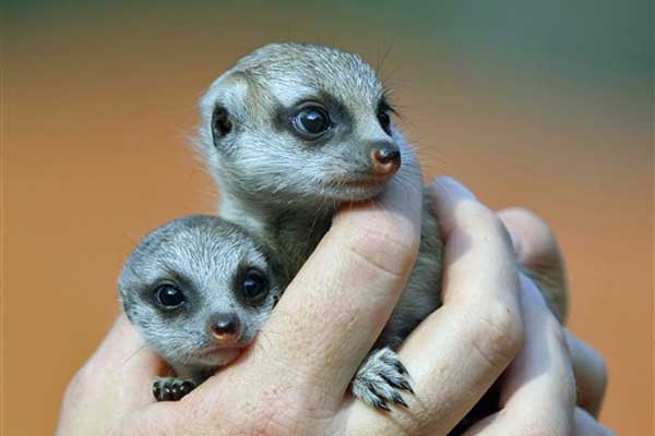 Mundo Animal: A Vida dos Suricatos