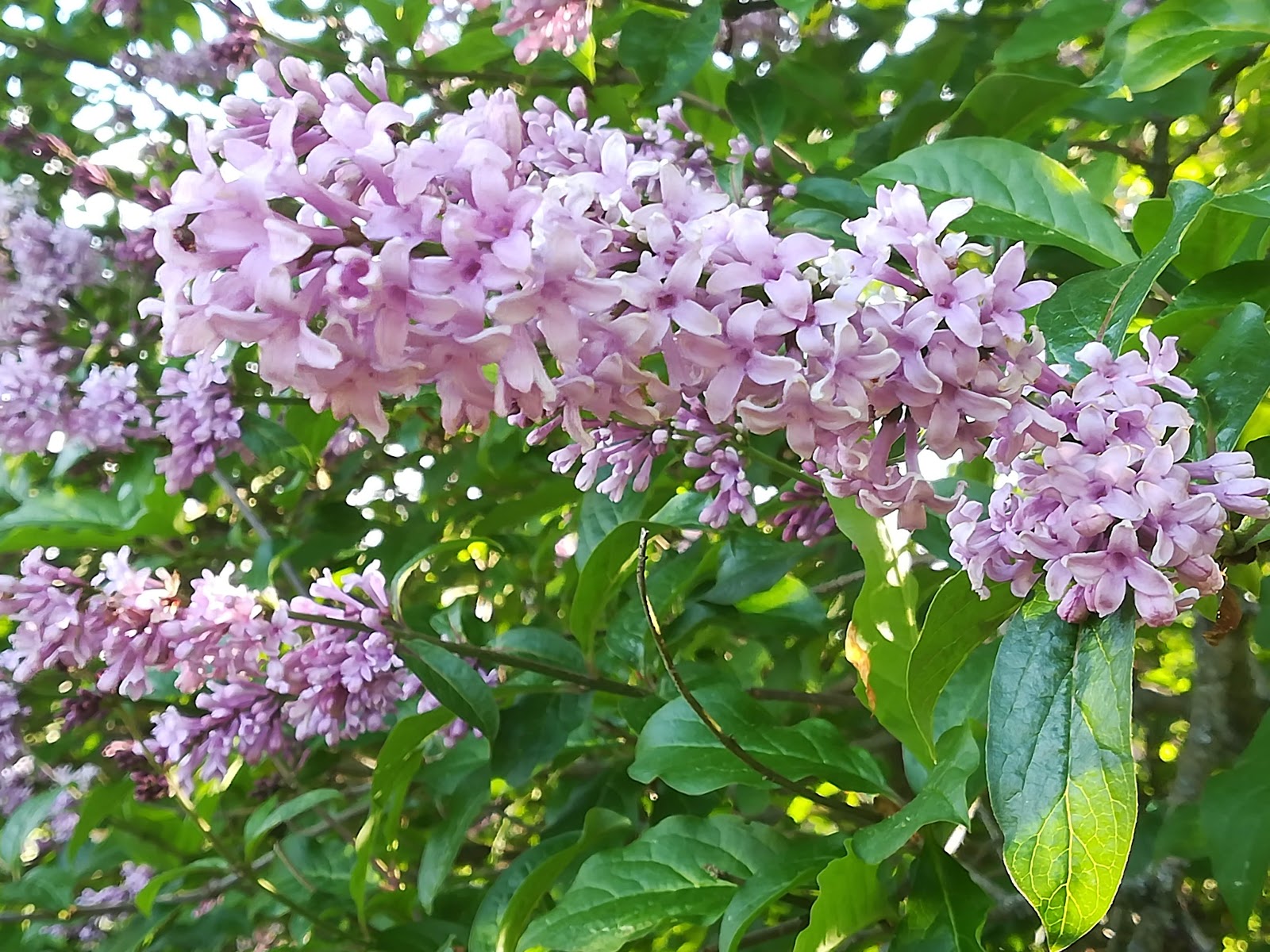 Rohtaias.: Sirel Syringa