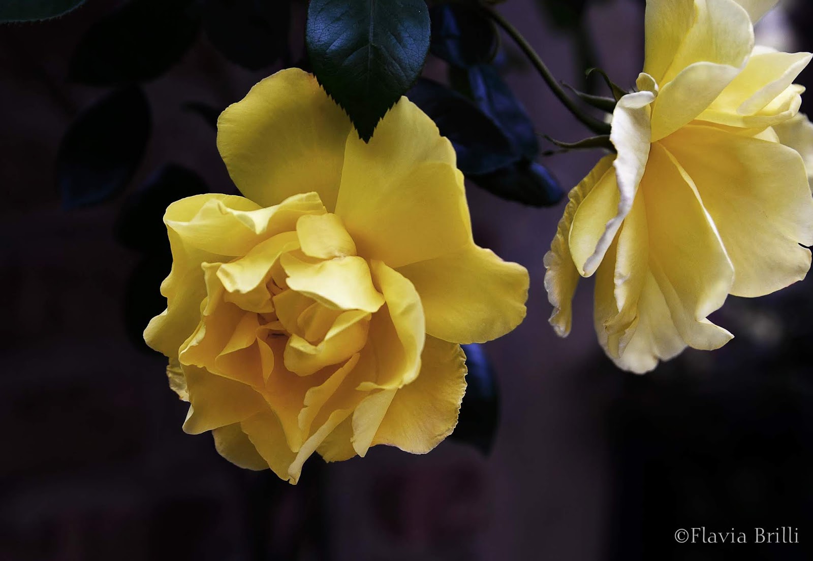 The Language of Flowers by Flavia Brilli