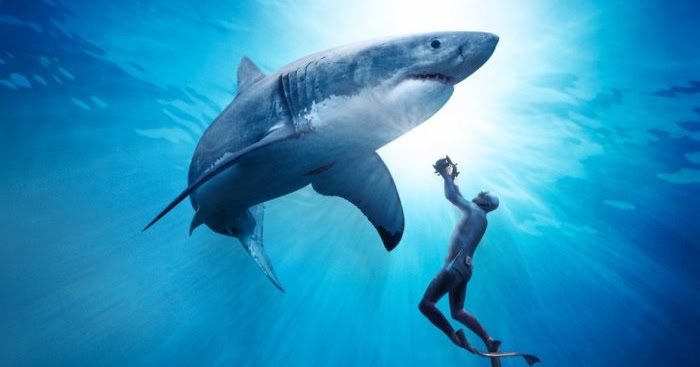 Bagaimana Cara Hiu Mengenali Mangsa? | Belajar Sampai Mati