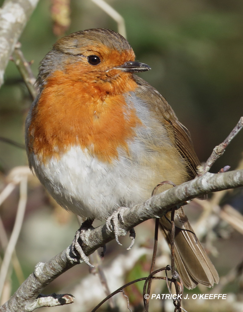 Raw Birds: EUROPEAN ROBIN (Erithacus rubecula) Turvey Nature Reserve ...