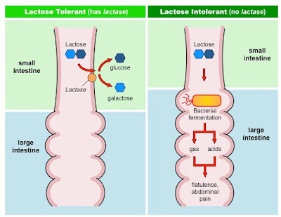 You, but at the Cellular Level: How do I know if I am Lactose Intolerant?