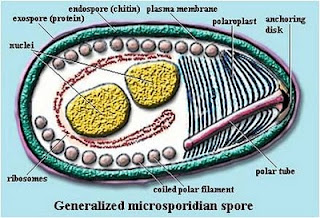 the silkworm: Microsporidia - A Taxonomic Nomad