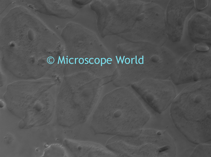 Microscope World Blog: Phase Contrast