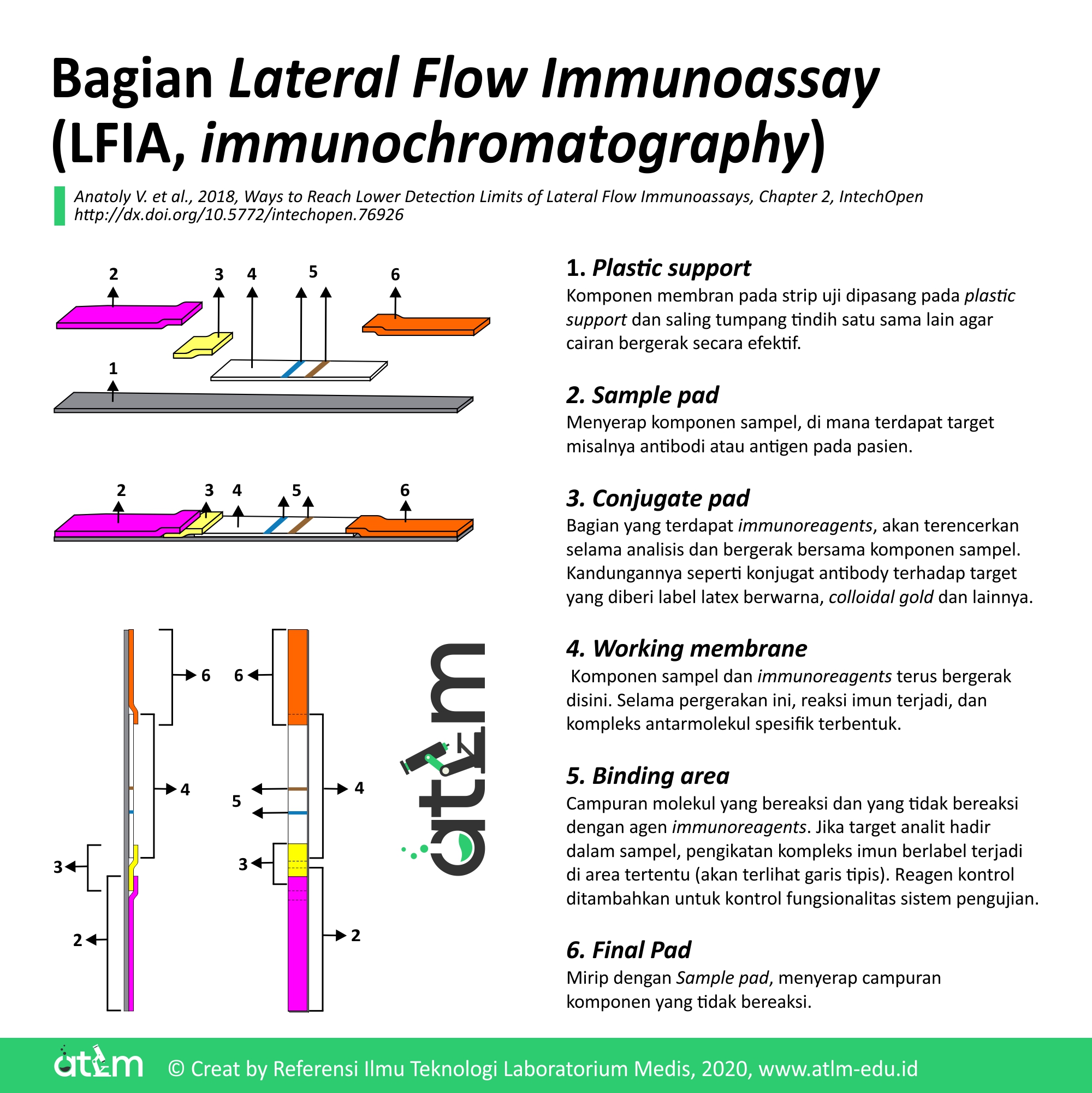 Mengenal Bagian Lateral Flow Immunoassay (LFIA, immunochromatography) — Online Text Book ATLM