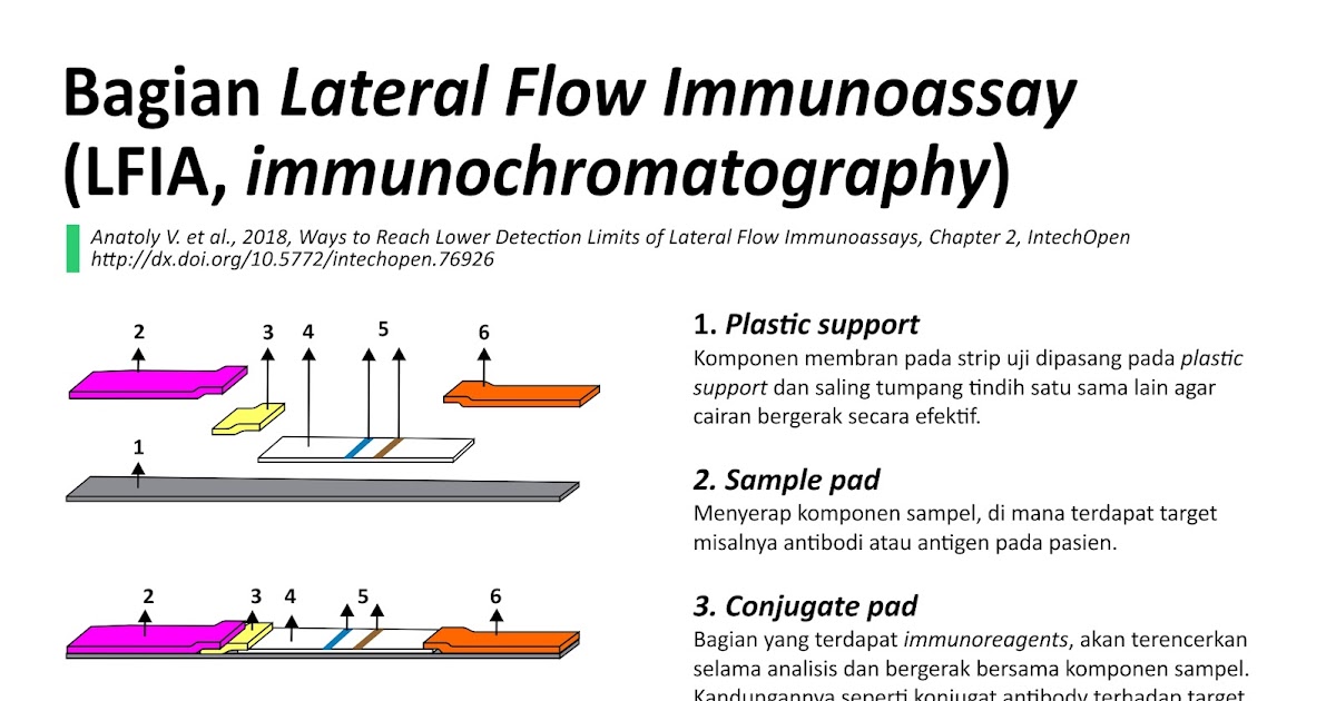 Mengenal Bagian Lateral Flow Immunoassay (LFIA, immunochromatography) — Online Text Book ATLM