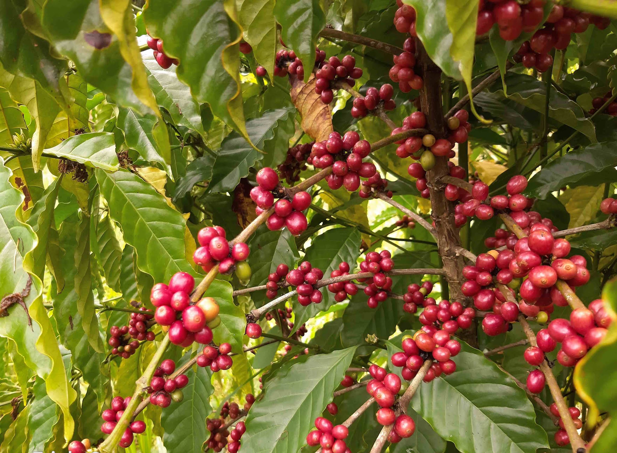 CafeVegaTT - Pure Trinidad Coffee