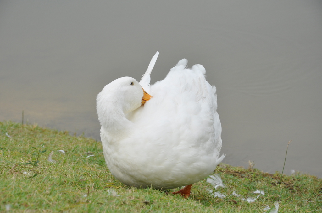 My Duck Collection: Beautiful white ducks
