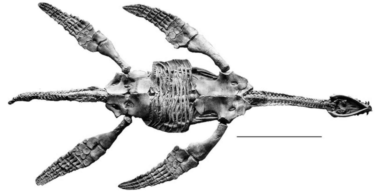 Mark P. Witton's Blog: Plesiosaurs on the rocks: the terrestrial ...