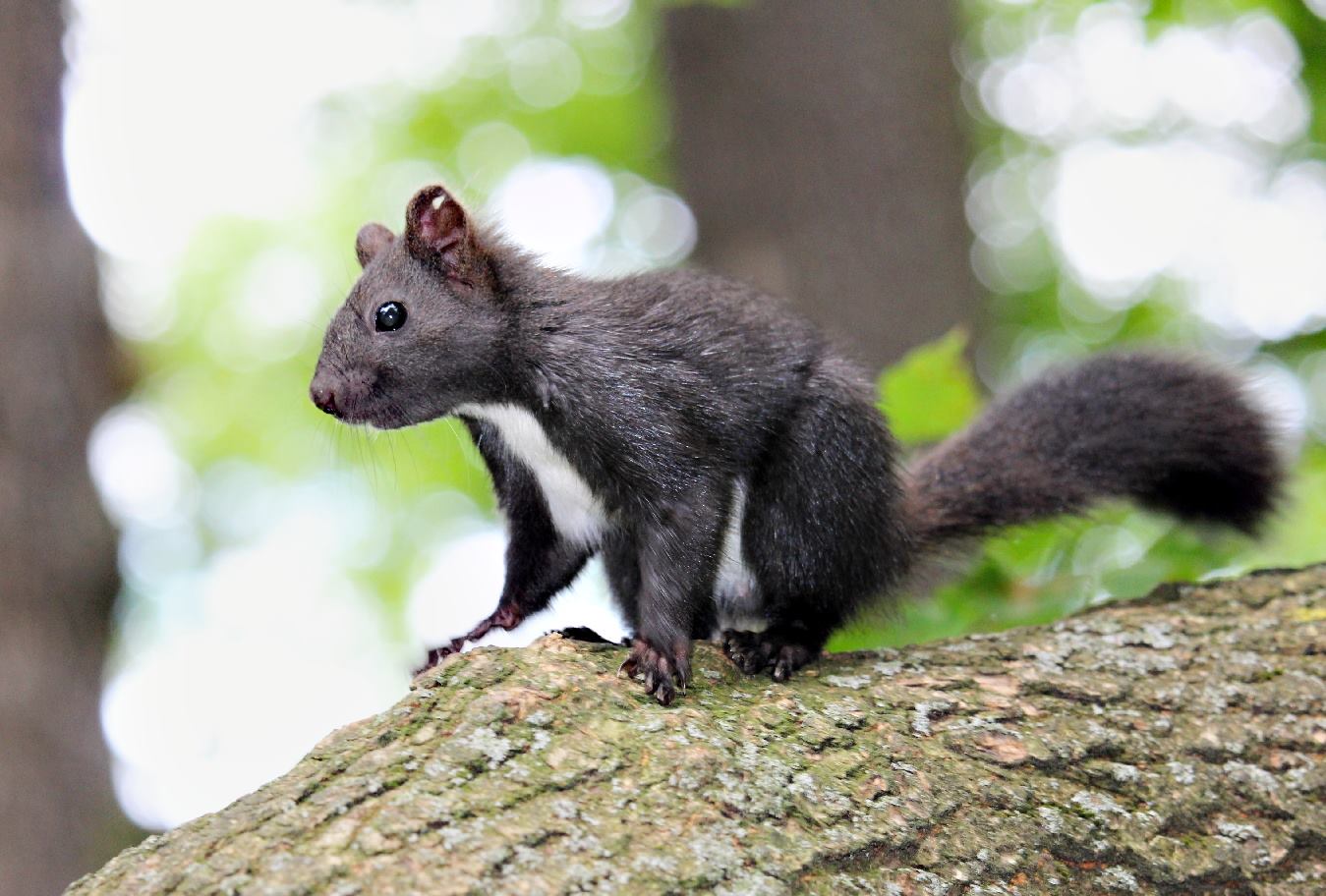 NAŠE ZAHRADY: Veverka obecná (Sciurus vulgaris) V Česku se nejčastěji ...