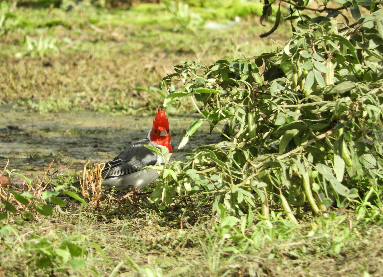 Reserva Natural Formosa: Ambientes, Flora y fauna