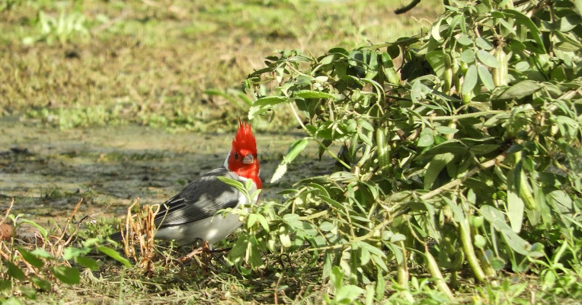 Reserva Natural Formosa: Ambientes, Flora y fauna