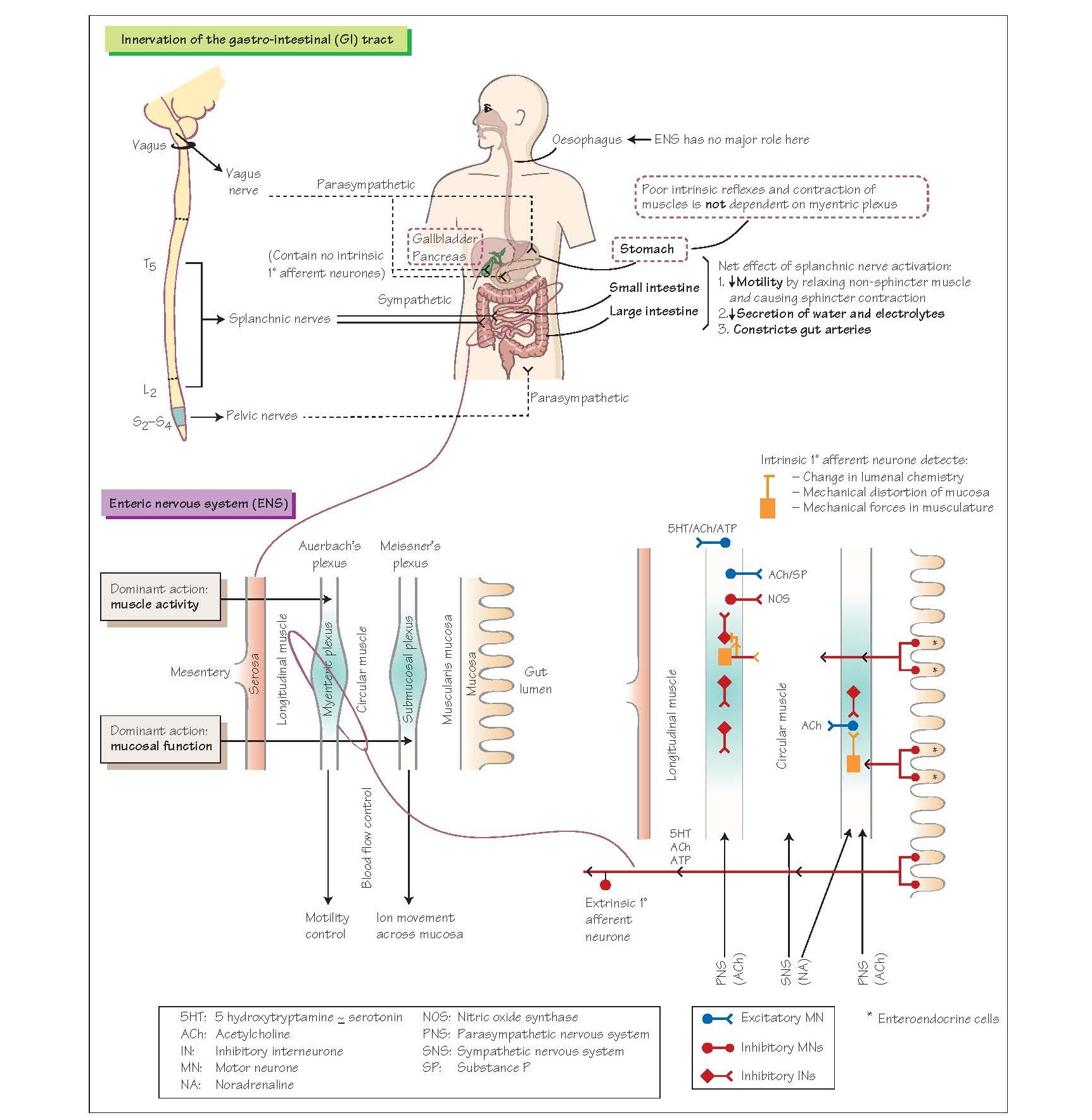 Enteric Nervous System - pediagenosis