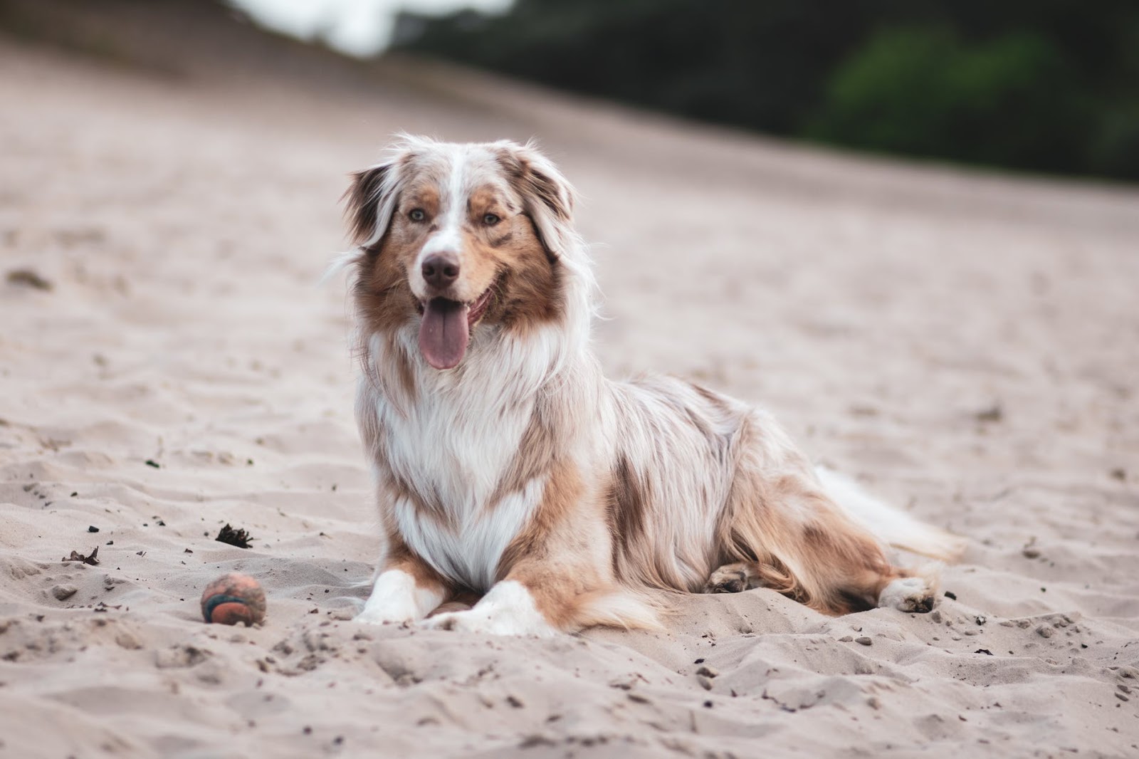 Australian Shepherd (Aussie) history, characteristics of the breed ...