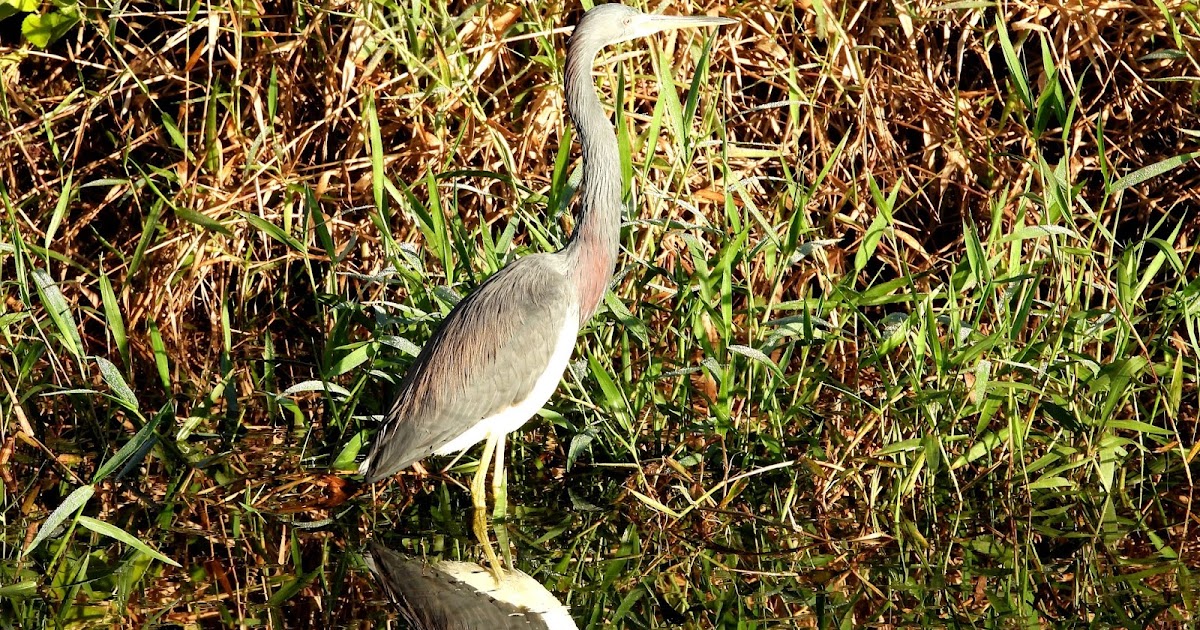 Bird & Travel Photos, Birding Sites, Bird Information: TRICOLORED HERON ...