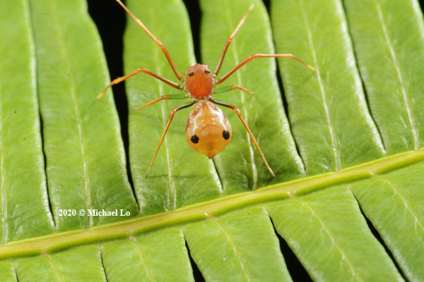 The rainforests of Borneo & Southeast Asia: Ant Mimic Crab Spider