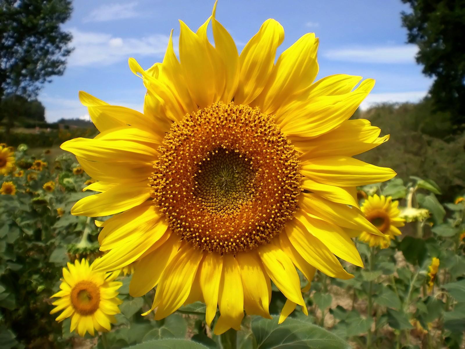 NATURA VIVA: GIRA-SOL