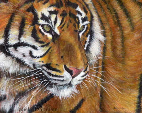 Janet M Graham's Painting Blog: Tiger in acrylics