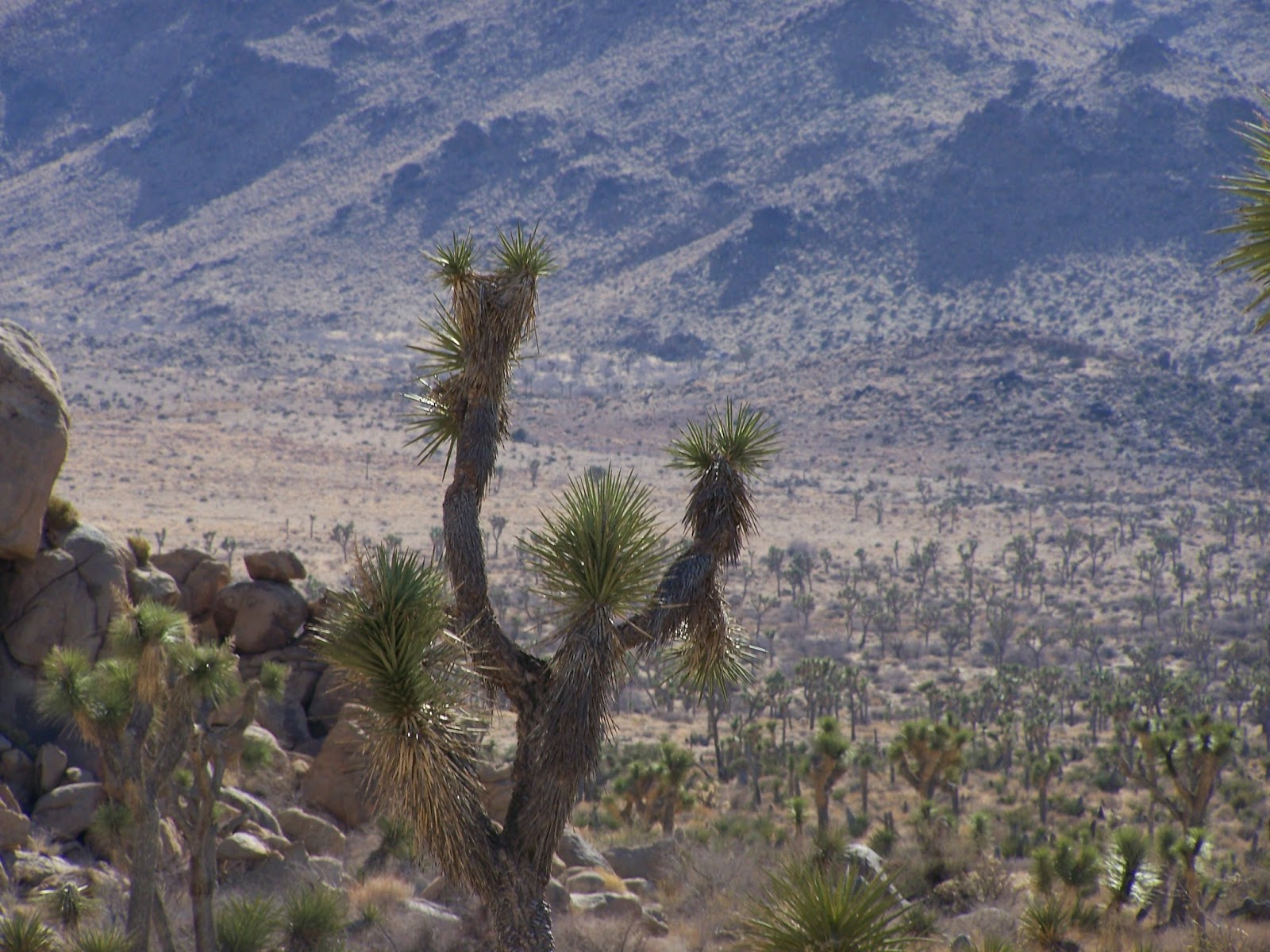 Liberation Theology Lutheran: Remembering the Trip to See the Joshua Trees