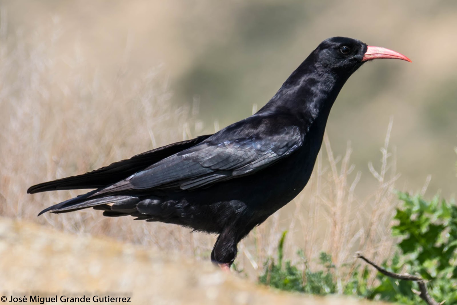 AVECEDARIO2016-UN MUNDO MARAVILLOSO: Chova piquirroja(Pyrrhocorax ...