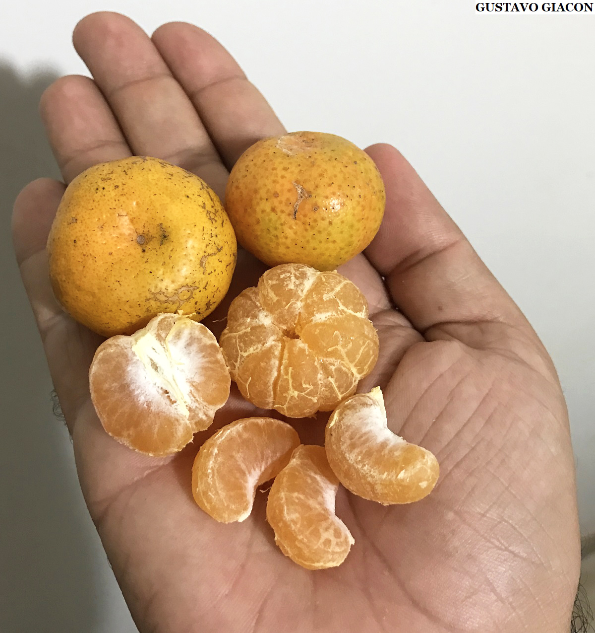Blog do Viveirista: Calamondin - Citrus mitis / Citrofortunella mitis ...
