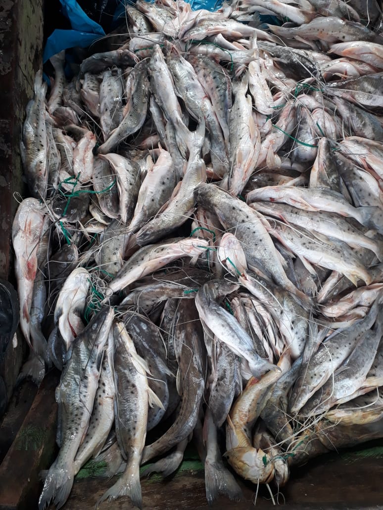 Exército Brasileiro apreende 1,5 toneladas de "piracatinga" e quelônios