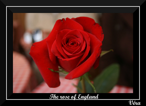 Musings from my Heart : ST GEORGE'S DAY - LATE BUT NOT FORGOTTEN.