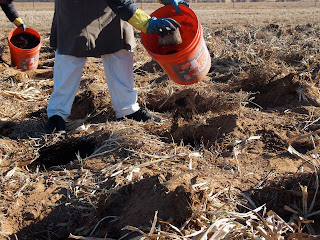 Zai: Reversing Desertification