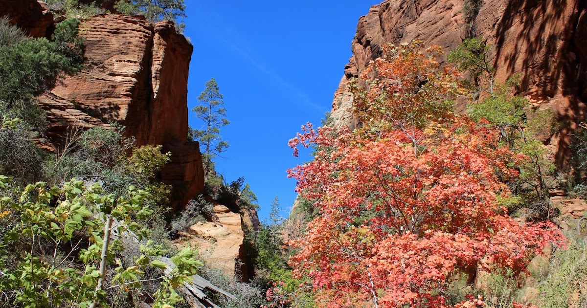 wasatch and beyond: Fall colors in Zion National Park