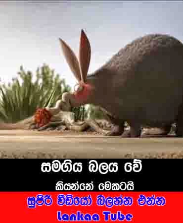 Samagiya Balaya we | Lankaa Tube