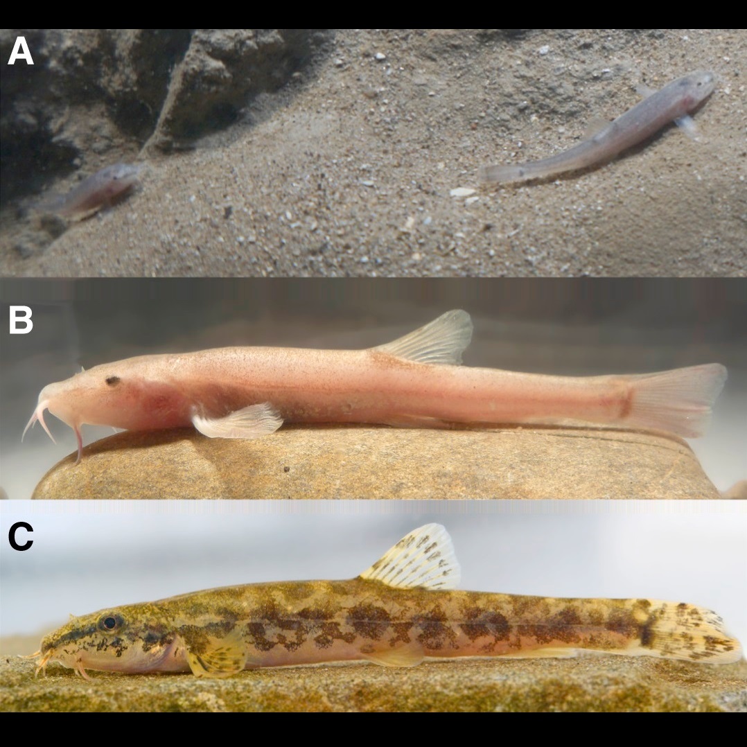 Species New to Science: [Ichthyology • 2017] The First European Cave ...