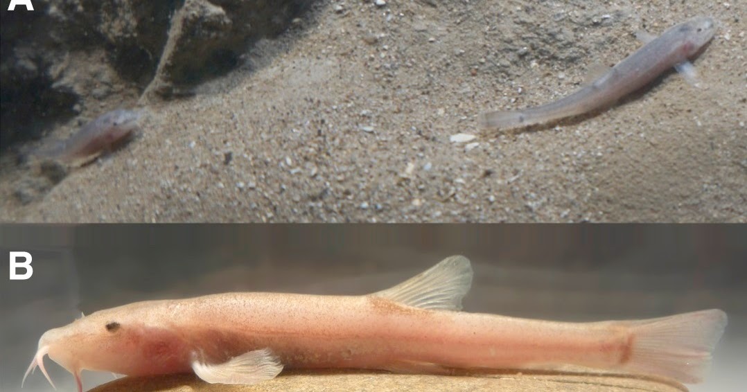 Species New to Science: [Ichthyology • 2017] The First European Cave ...