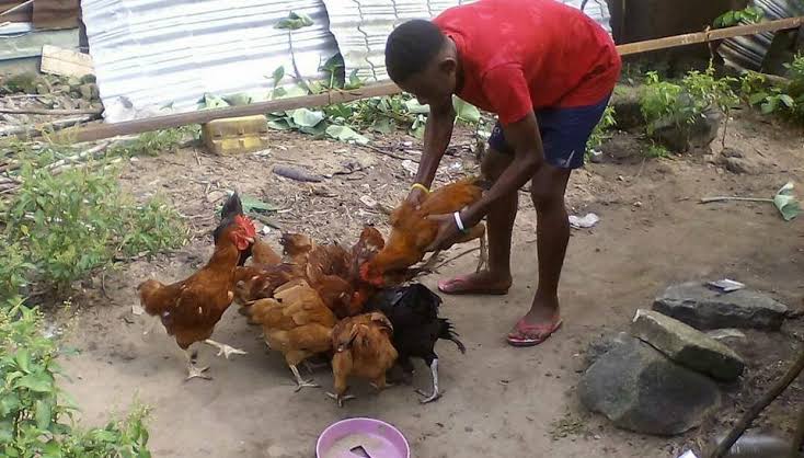 THE NIGERIAN INDIGENOUS CHICKEN BREEDS: FACTS ABOUT NIGERIAN CHICKEN BREEDS