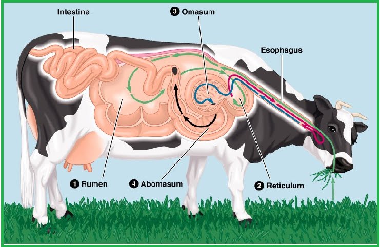 Sistem Pencernaan pada Ruminansia | Bukan Sekedar Materi