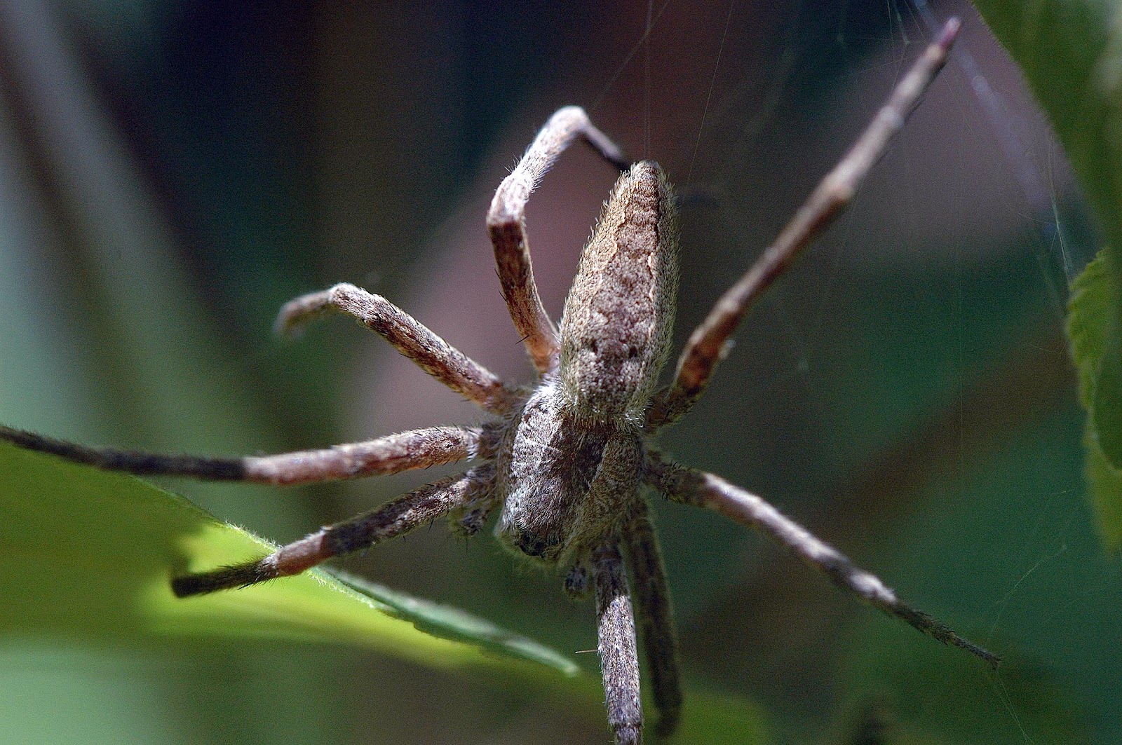Field Biology In Southeastern Ohio Ohio Spiders