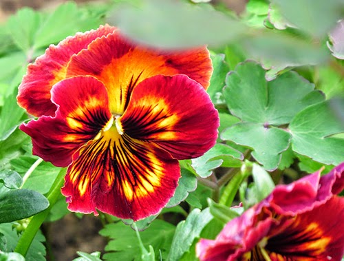 -neuer Gartentraum-: Erste Pfingst- (Oster-) Rose