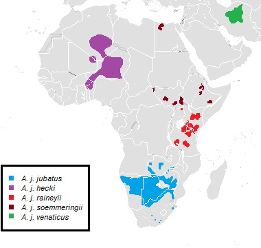 Subspecies of Cheetah & their range - Vivid Maps